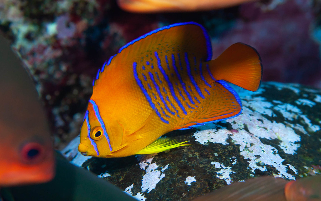Clarión Angelfish (Holacanthus clarionensis) - Marine Life Identification
