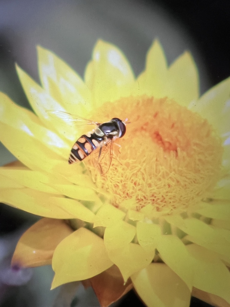 Yellow-shouldered Stout Hover Fly from Hunter Wetlands National Park ...