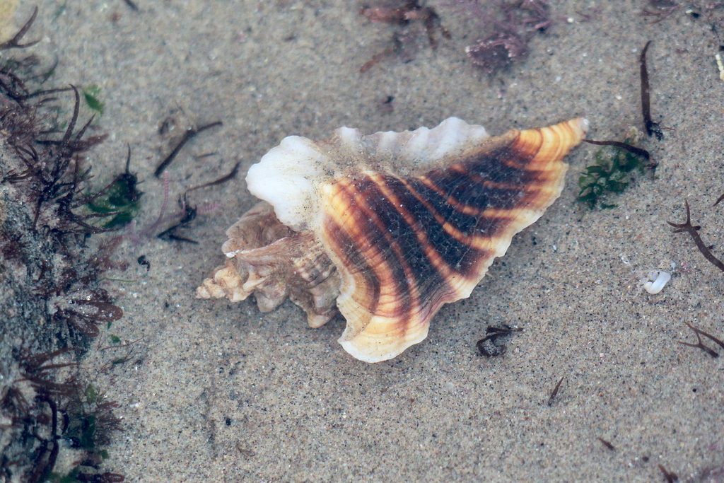 Three-winged Murex from Leo Carrillo State Beach, California, USA on ...