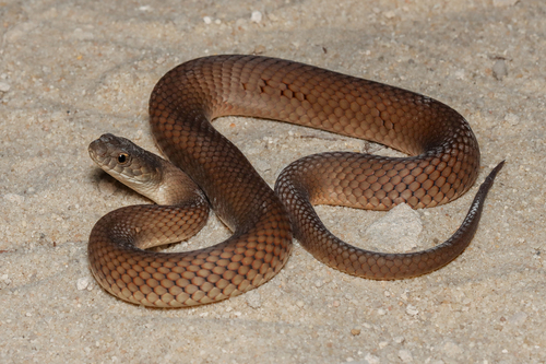 Bardick (Echiopsis curta) - Snakes and Lizards