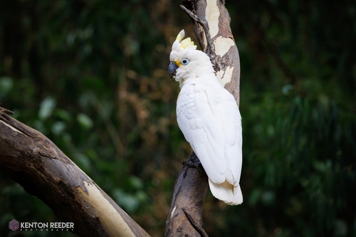 Sulphur-crested Cockatoo × Little Corella (Hybrid Cacatua galerita × ...