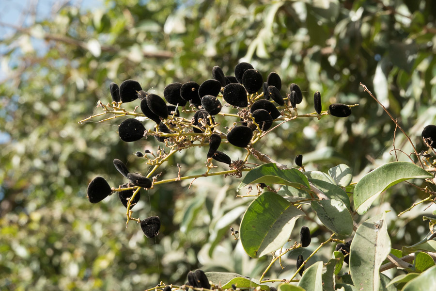 Dialium guineense Willd.