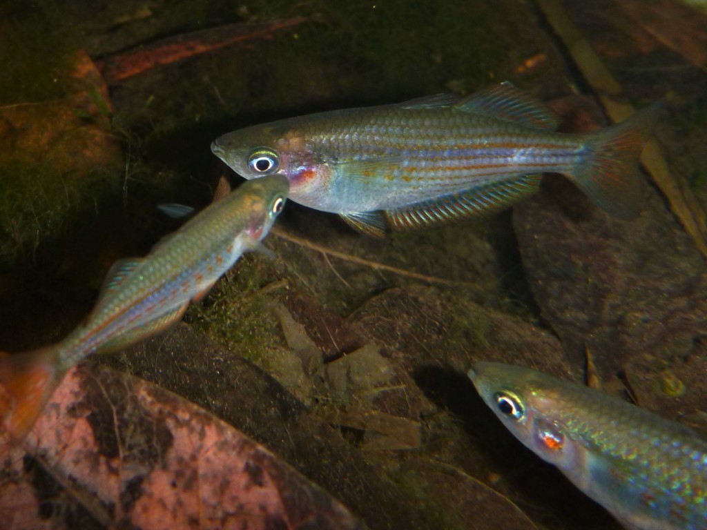 Western Rainbowfish (Melanotaenia australis) - Marine Life Identification