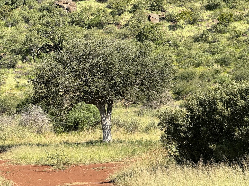 Shepherds tree from Bojanala, ZA-NW, ZA on January 31, 2026 at 04:34 PM ...