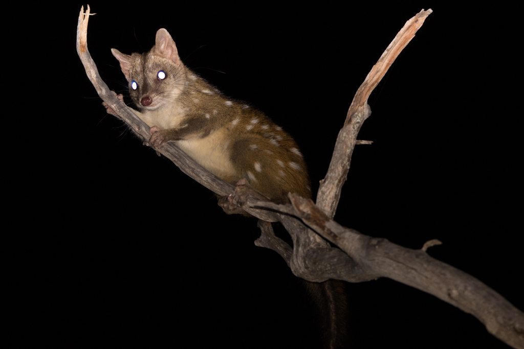 Dasyurids (Dasyuridae) - Know Your Mammals