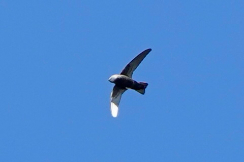 House Swift from Ebina, Kanagawa, JP on February 1, 2026 at 10:41 AM by ...