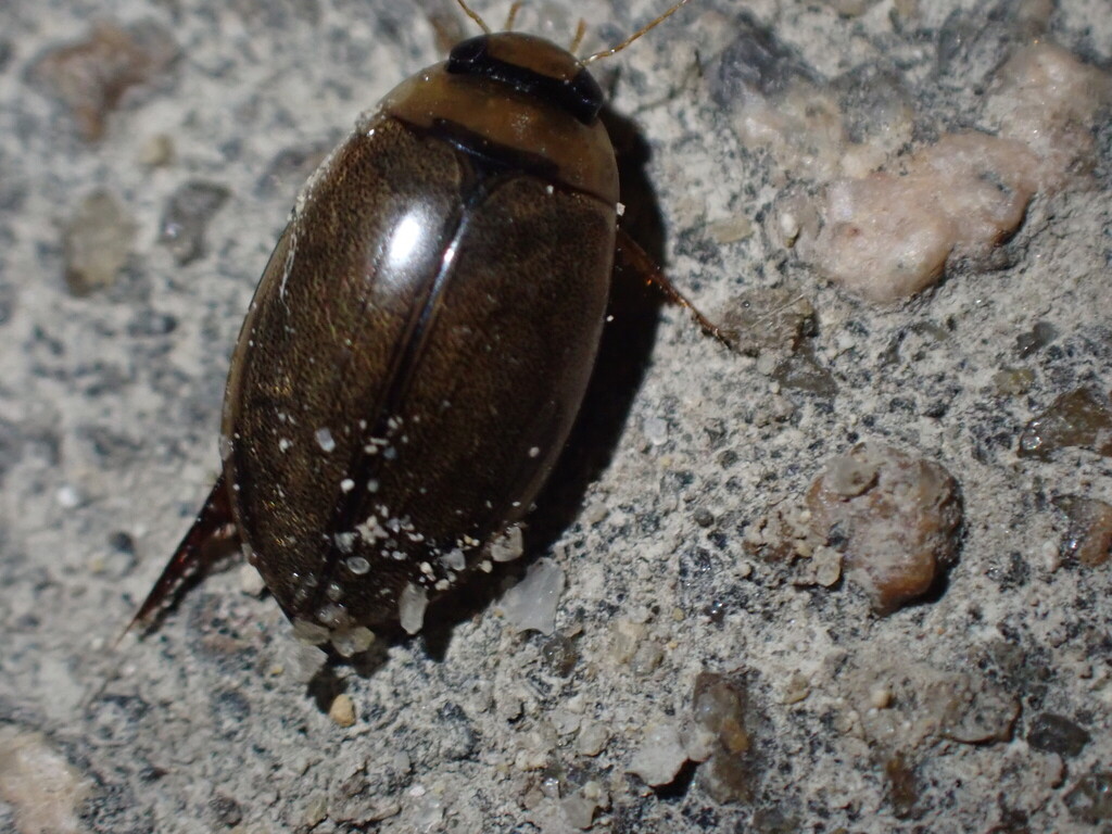 Hydaticus rhantoides in January 2026 by Ethan · iNaturalist