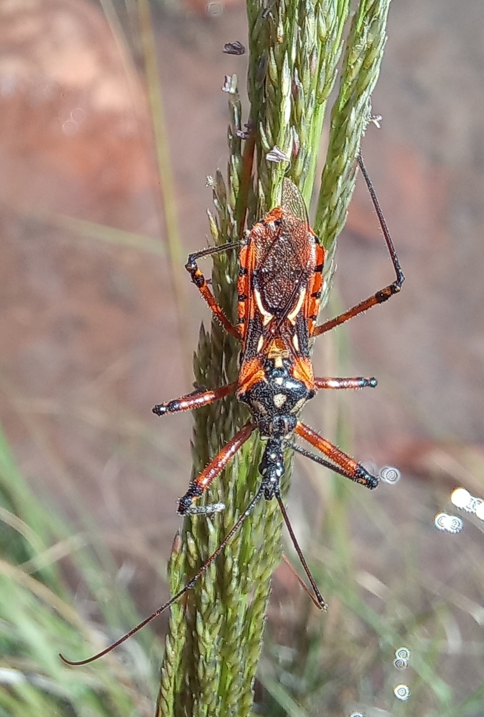 Cosmolestes pictus from Lephalale Local Municipality, South Africa on ...