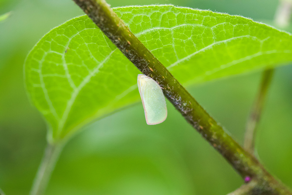 Geisha distinctissima in July 2022 by miragin · iNaturalist