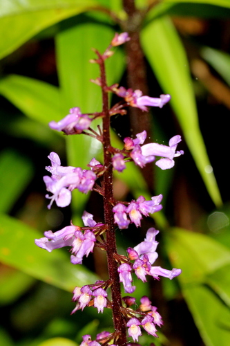 Plectranthus gibbosus · iNaturalist Panamá