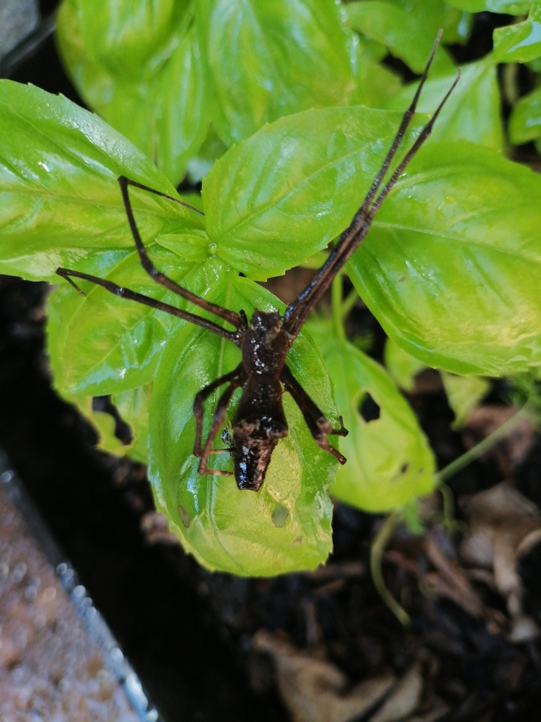 Pantropical Ogre-faced Spiders from Pie St, Thohoyandou-F, Thohoyandou ...