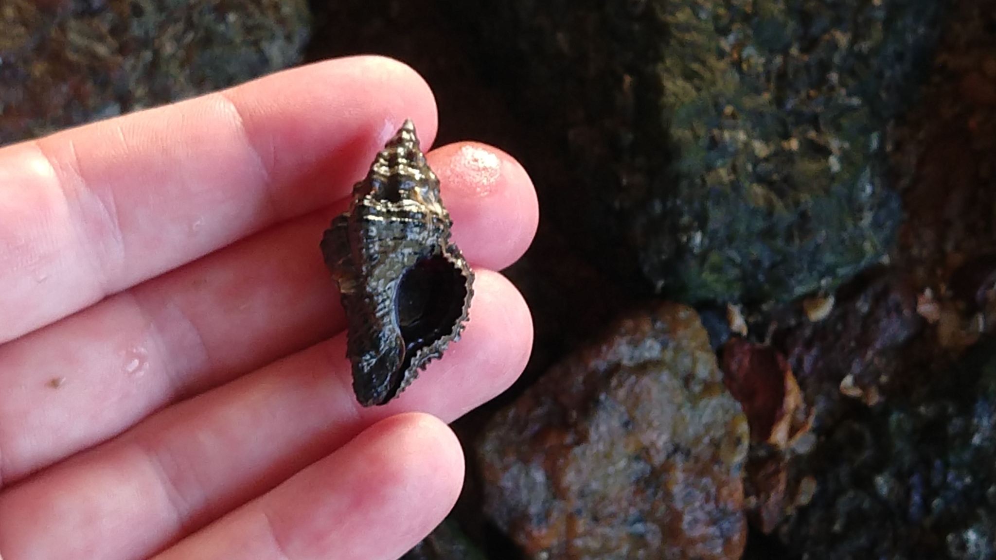 Chicoreus capucinus (Lamarck, 1822)