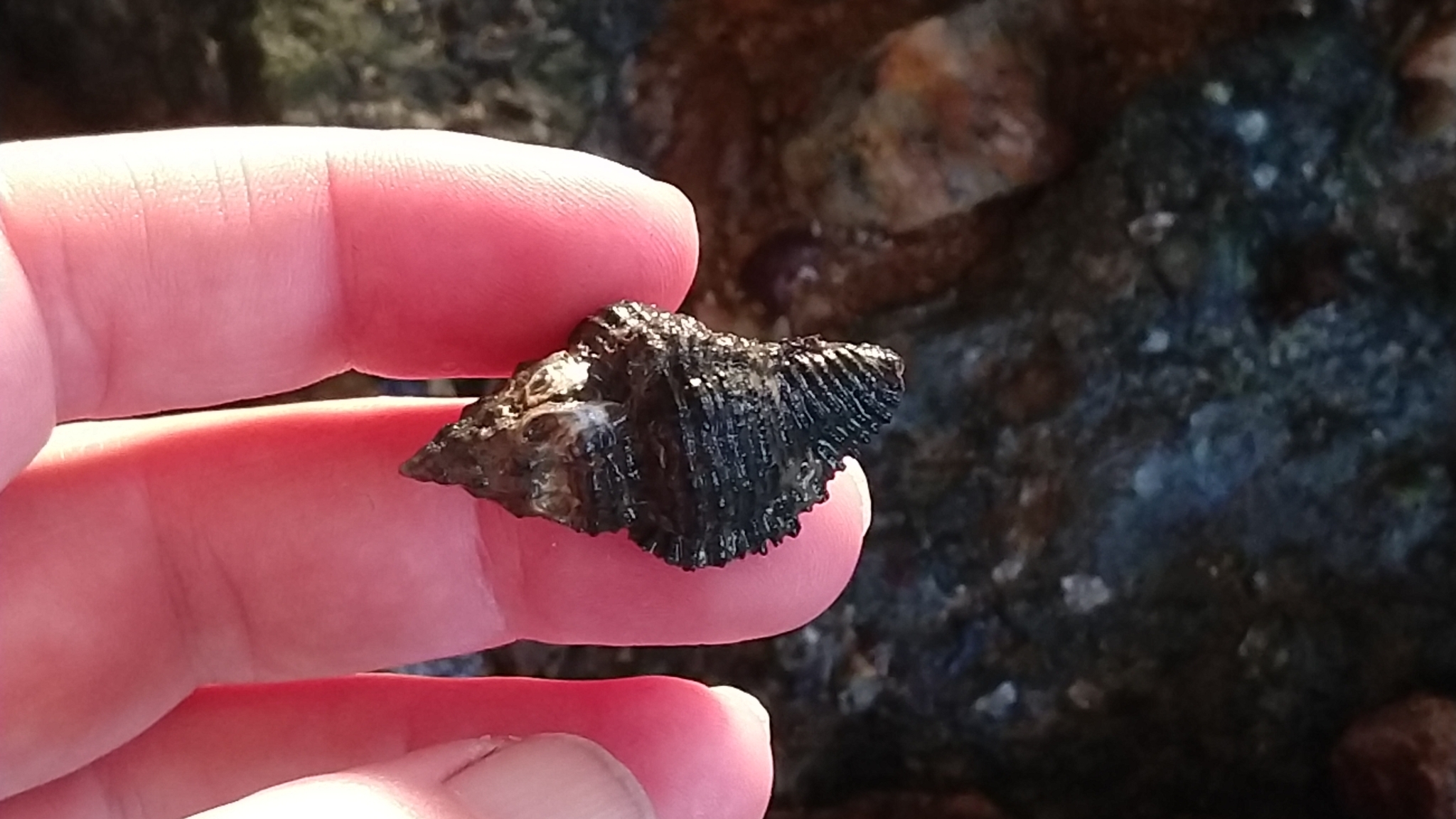 Chicoreus capucinus (Lamarck, 1822)