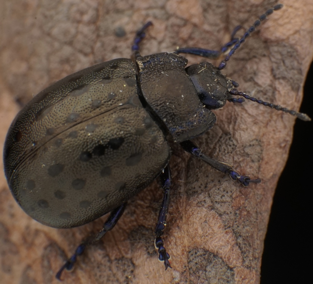 Chrysolina exanthematica exanthematica from 日本、〒386-0018 長野県上田市常田 on ...