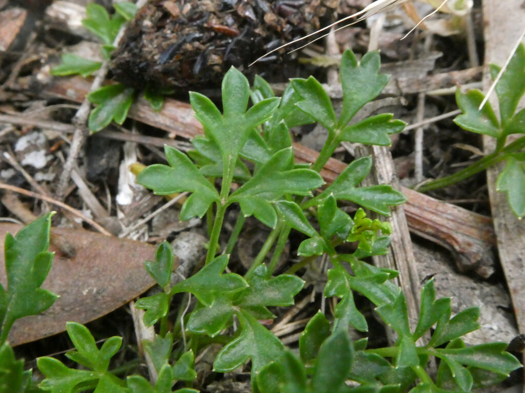 Cut-leaved Xanthosia from Tarwin Lower VIC 3956, Australia on January ...