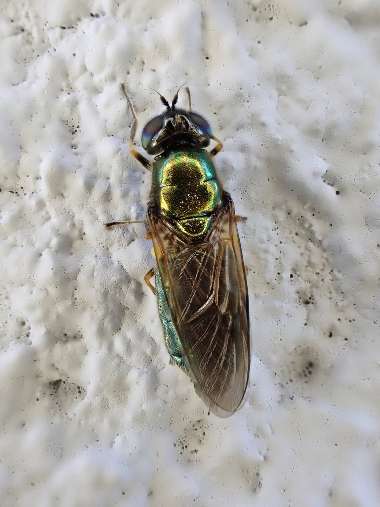 Broad Centurion Fly from Oye-Plage, France on July 13, 2025 at 09:02 PM ...