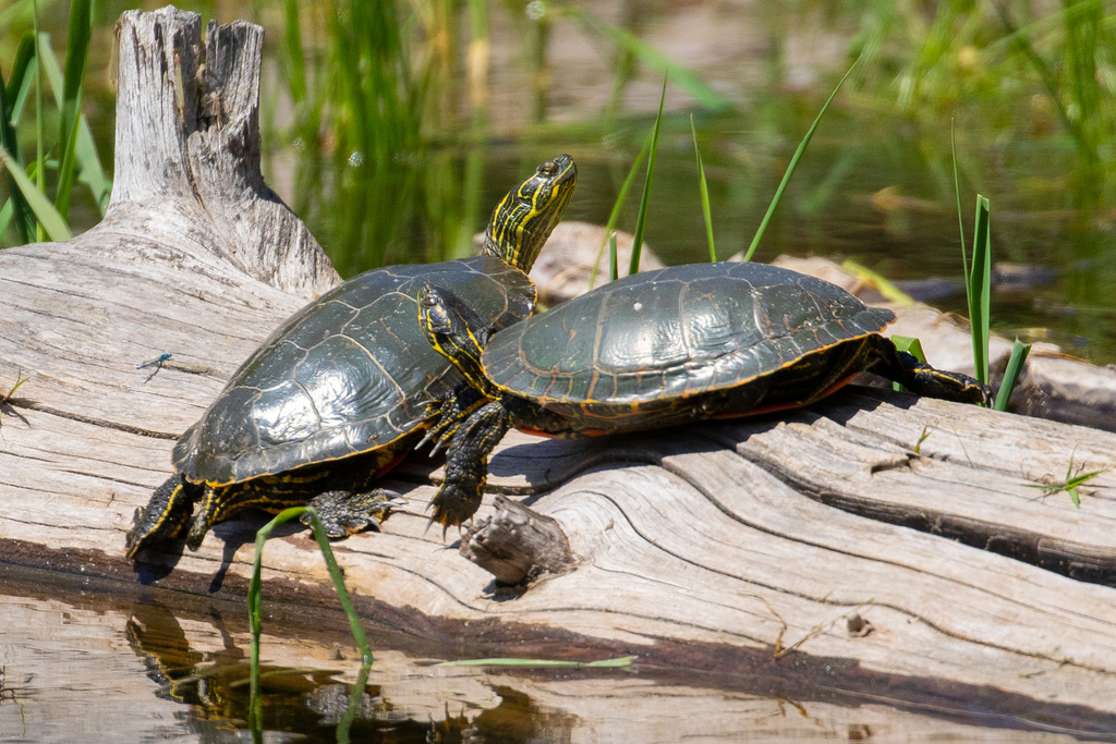 Western Painted Turtle from Okanagan-Similkameen, British Columbia ...
