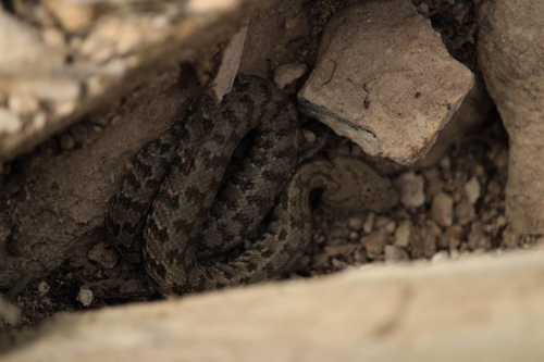 Large Palearctic Vipers (Macrovipera) - Snakes and Lizards