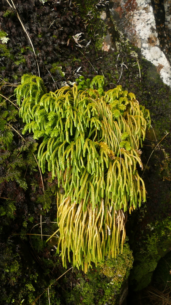 hanging clubmoss (Phlegmariurus varius) - Botanical Realm