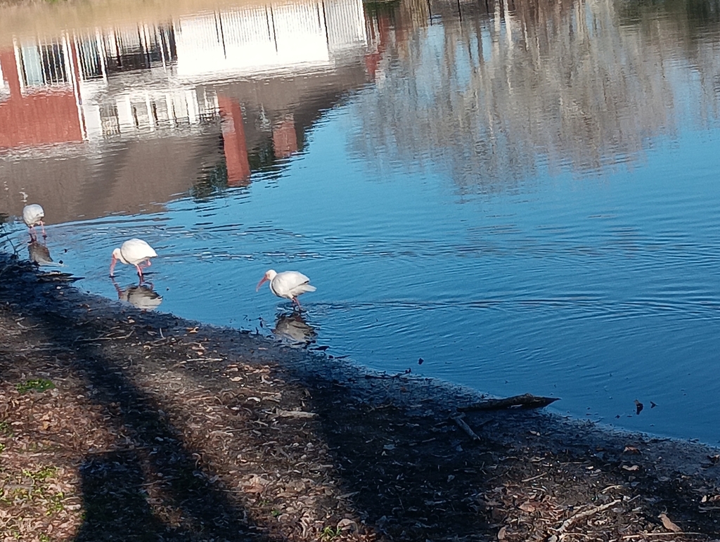 White Ibis from Sugar Land on February 1, 2026 at 08:36 AM by Ezra Weng ...