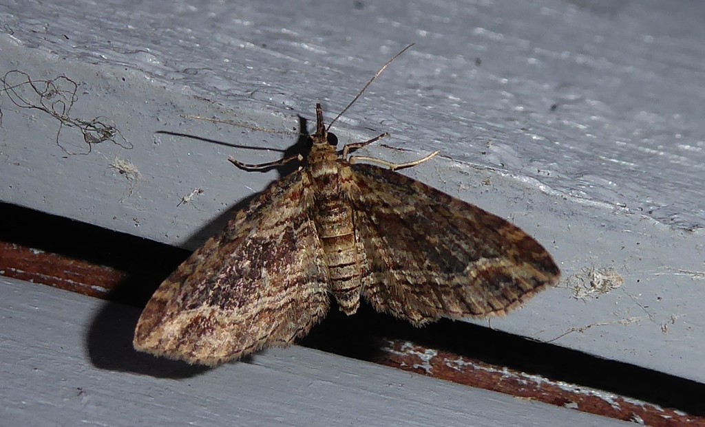 Australian Pug Moth from Waikouaiti, New Zealand on January 2, 2020 at ...