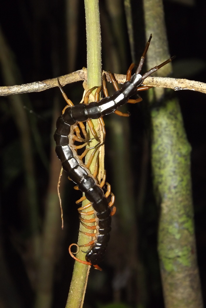 Pacific Giant Centipede from Kubu Raya Regency, West Kalimantan ...