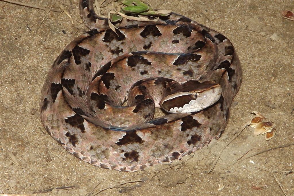 Malayan Pit Viper from Pandeglang Regency, Banten, Indonesia on August ...