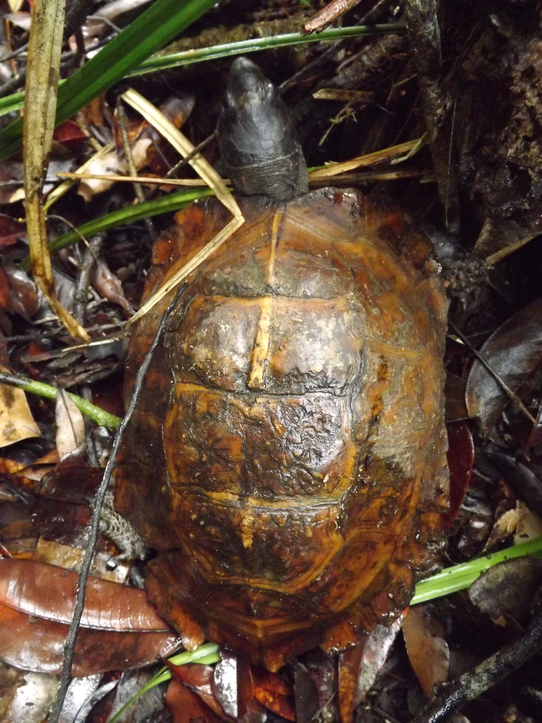 Spiny Terrapin in June 2014 by Entol Afnan · iNaturalist