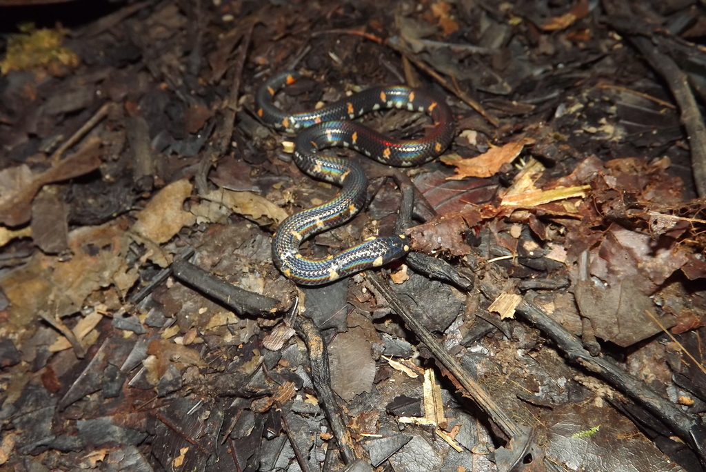 Red Cylinder Snake from North Kayong Regency, West Kalimantan ...