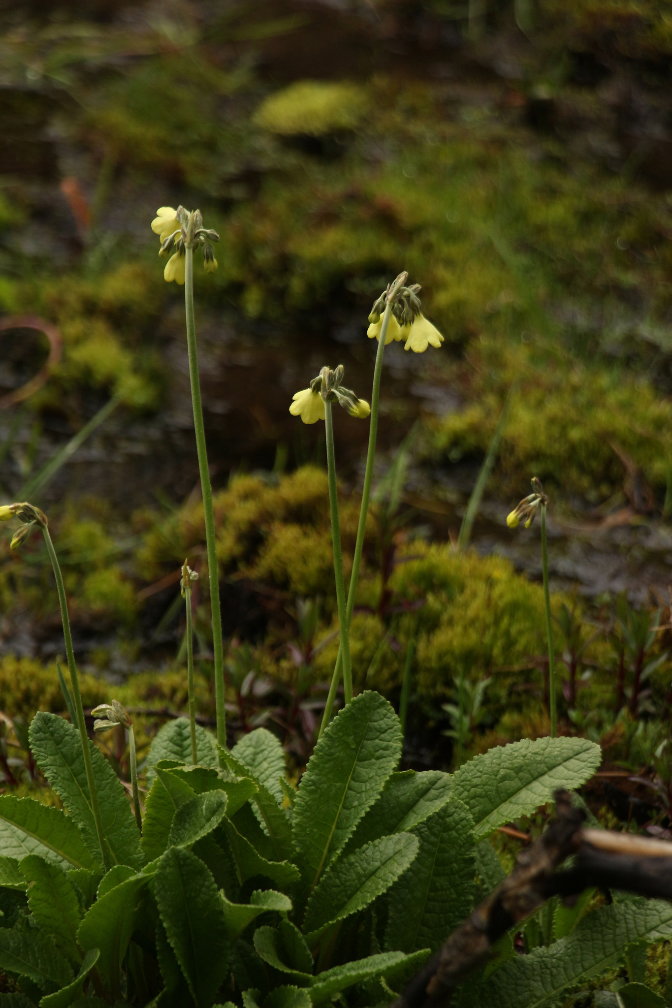 Primula sikkimensis Hook.