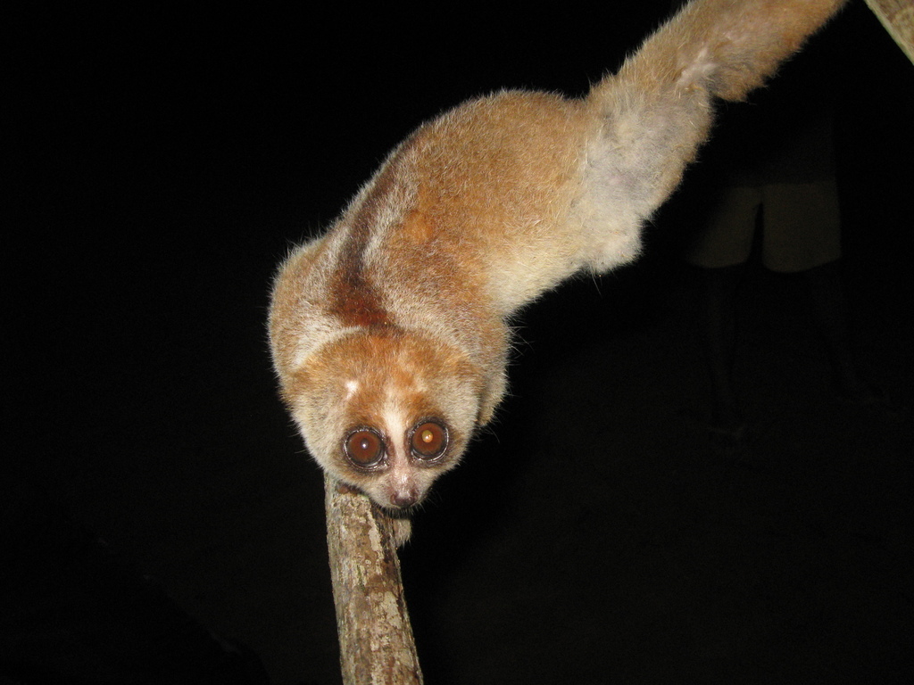 Bornean Slow Loris from Melawi Regency, West Kalimantan, Indonesia on ...