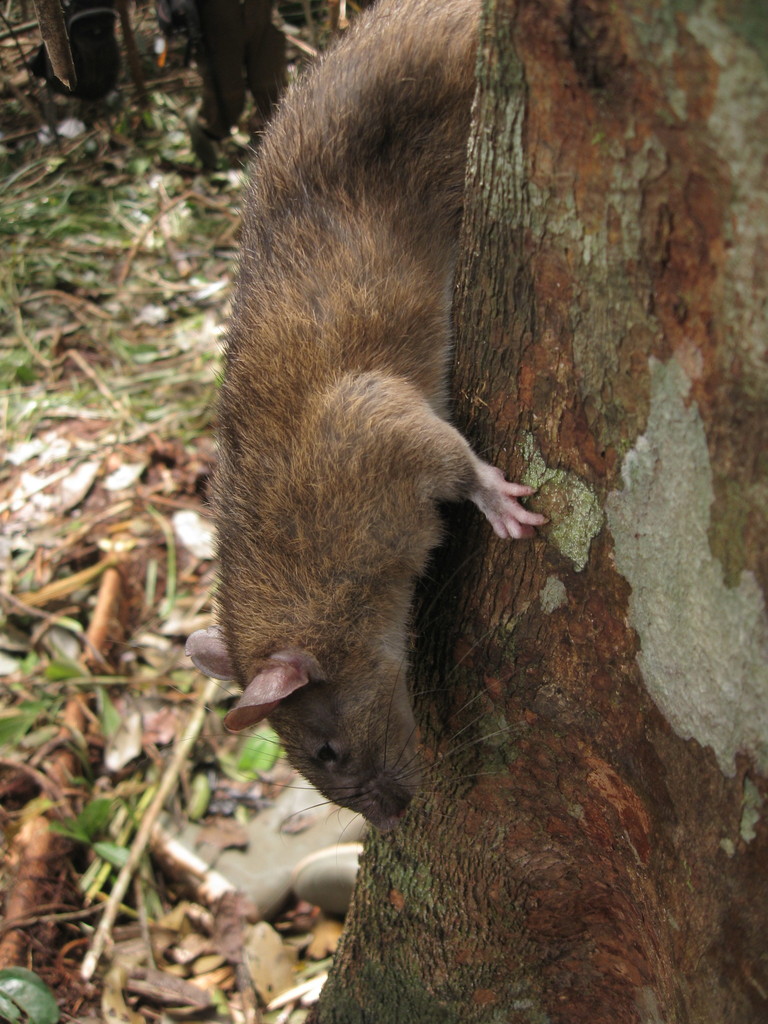 Indomalayan Long-tailed Giant Rat from North Kayong Regency, West ...