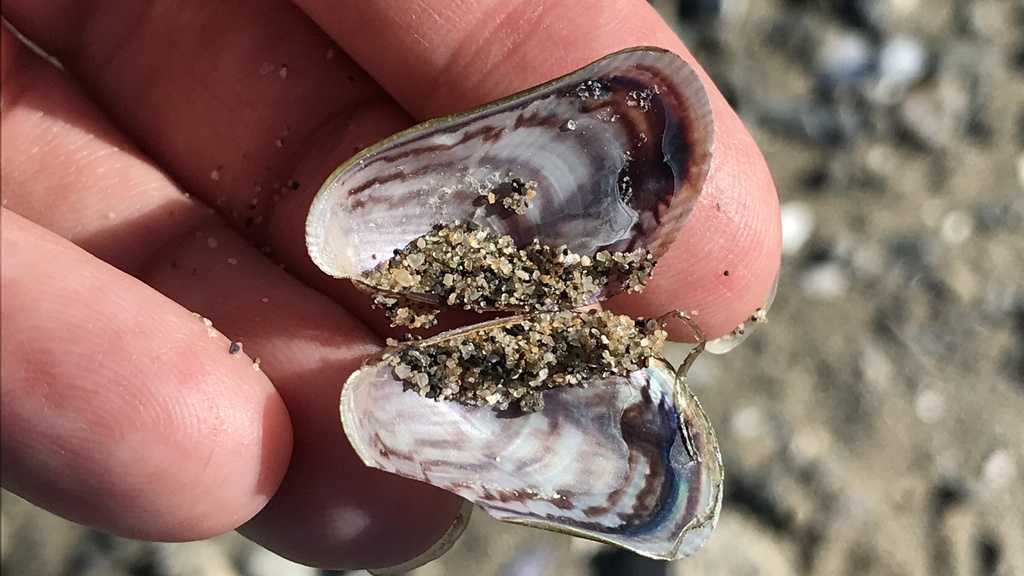 Asian Date Mussel from E Grand Ave, South San Francisco, CA, US on ...