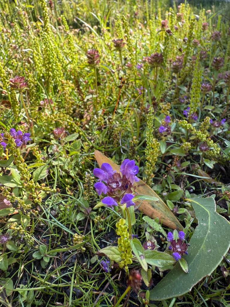 common selfheal from Telegraph Track, Wilsons Promontory, VIC, AU on ...