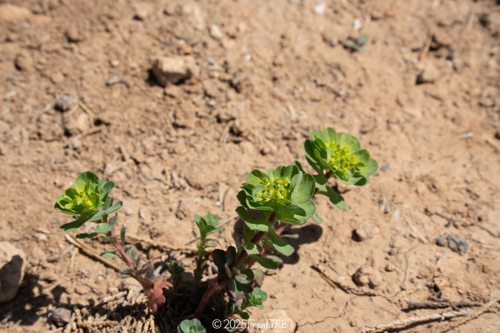 Sun spurge from Fengfeng Mining District, Handan, Hebei, China on April ...