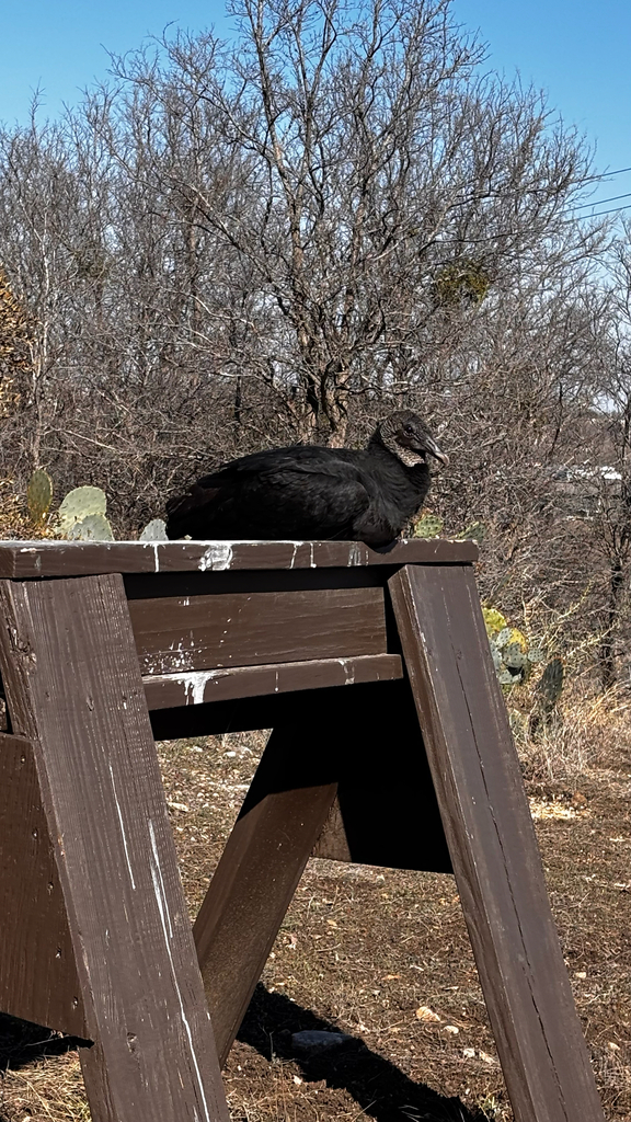 Black Vulture from Austin, TX, US on February 1, 2026 at 02:43 PM by ...