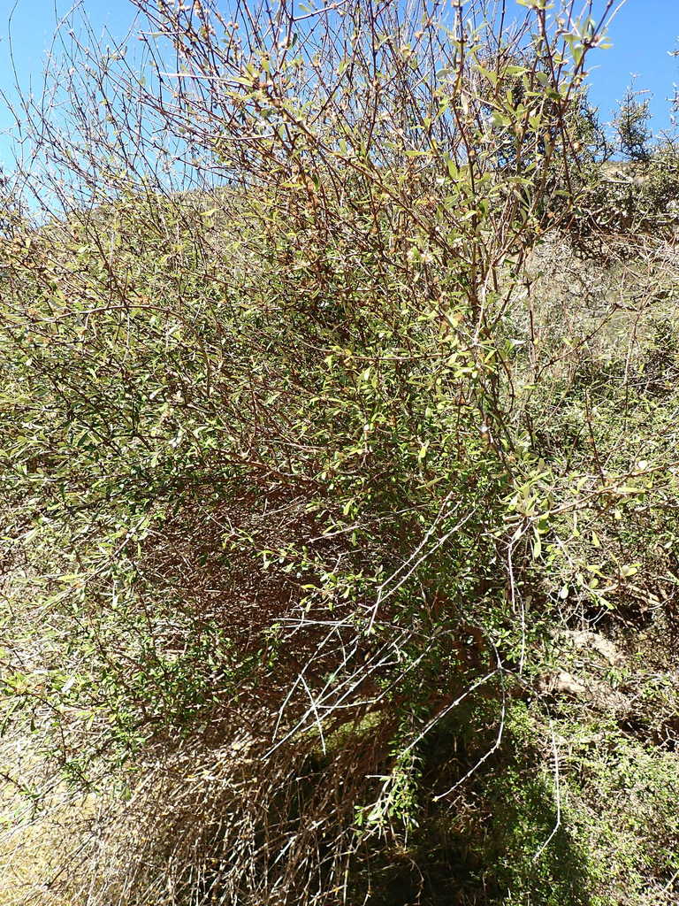 Olearia odorata from Cambrians, New Zealand on February 10, 2020 at 11: ...