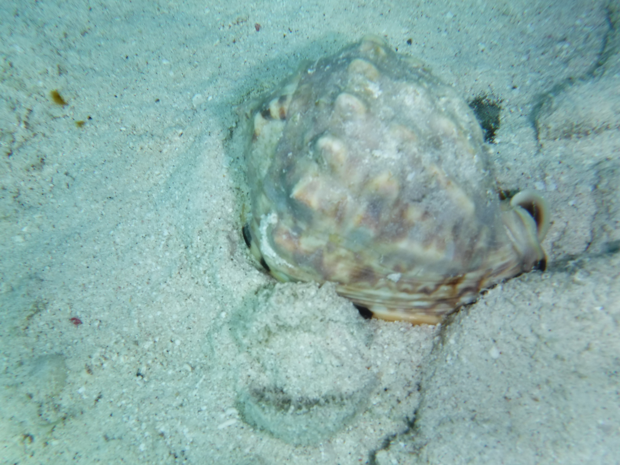 Cassis flammea (Linnaeus, 1758)