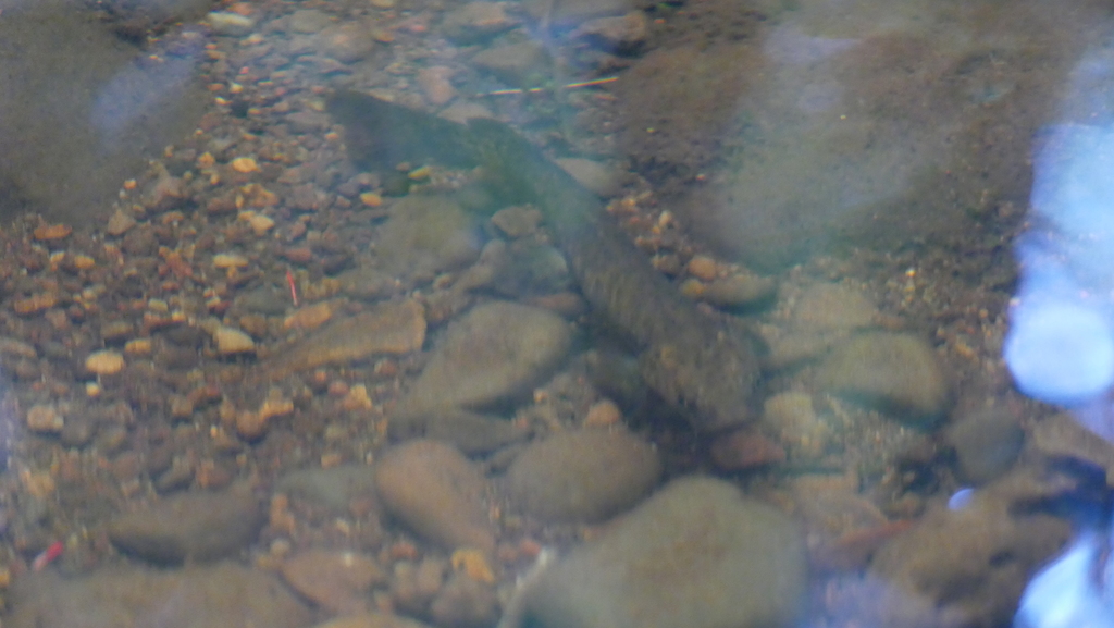 Climbing Galaxias from Smiths Harbour, Auckland Island on January 25 ...