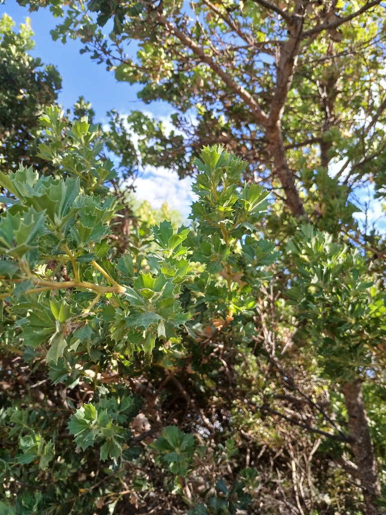Parrot Bush from Watermans Bay WA 6020, Australia on February 2, 2026 ...