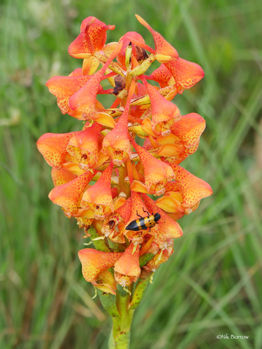 Disa robusta · iNaturalist