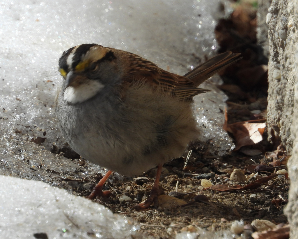 White-throated Sparrow from Riderwood Village, Gracefield Road, Silver ...