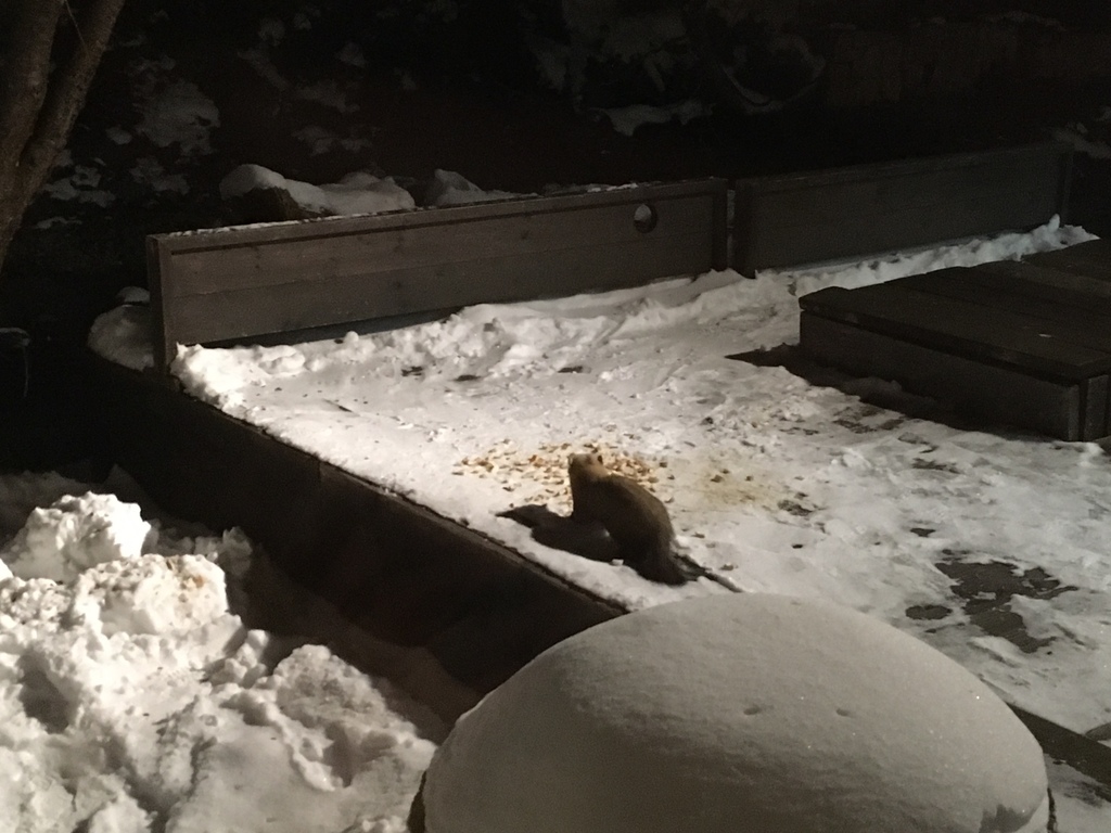 Japanese Sable (Martes zibellina brachyura) - Know Your Mammals