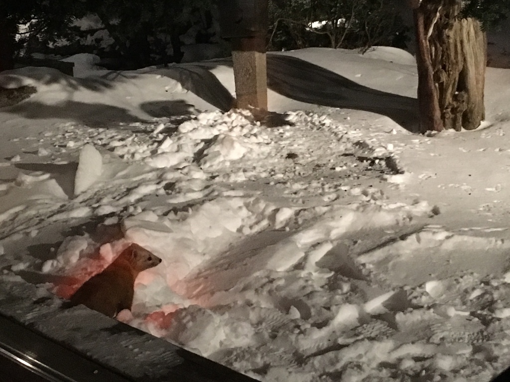 Japanese Sable in February 2020 by brownmaya · iNaturalist