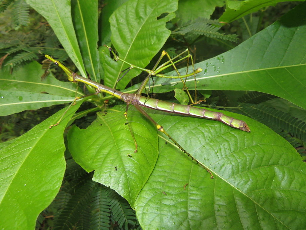 Jumping Sticks from Bellavista, Peru on November 12, 2019 at 07:41 AM ...