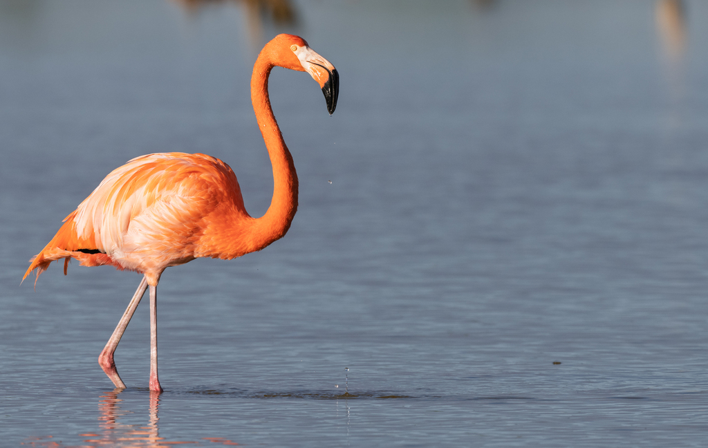 American Flamingo from Progreso, Yucatan, Mexico on January 29, 2026 at ...