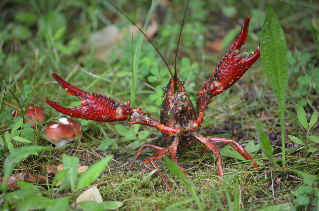 Red Swamp Crayfish from New Rochelle, NY, USA on June 22, 2012 at 11:28 ...