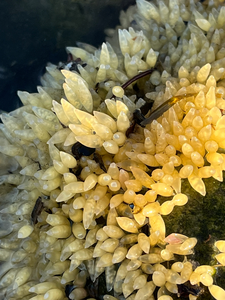 Frilled Dogwinkle from Vashon, WA, US on January 24, 2026 at 03:22 PM ...