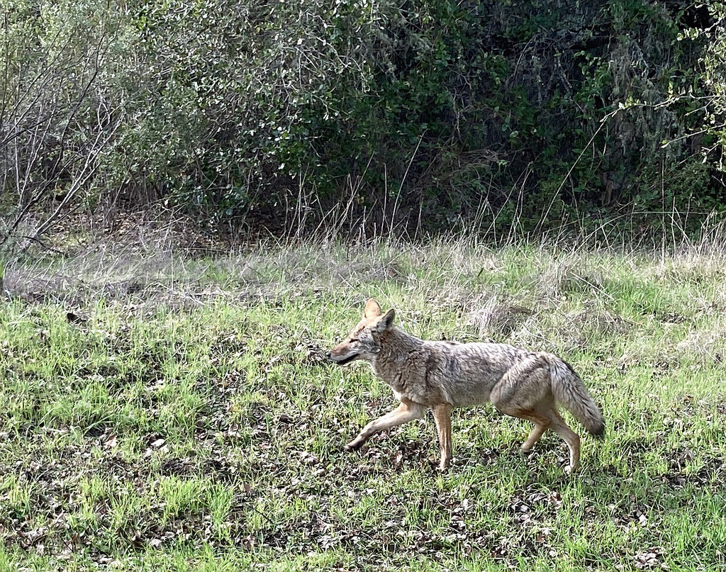Coyote from upper Robinson Canyon Road, Monterey, California, United ...