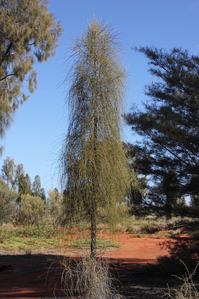 desert sheoak from Yulara NT 0872, Australia on July 8, 2011 at 03:24 ...